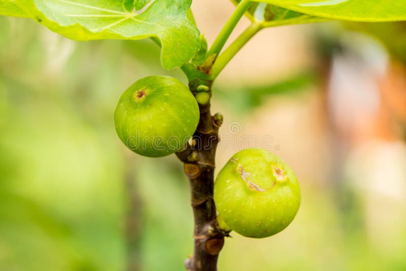 Fig Fruit on tree stock photo. Image of environment, details - 79097790