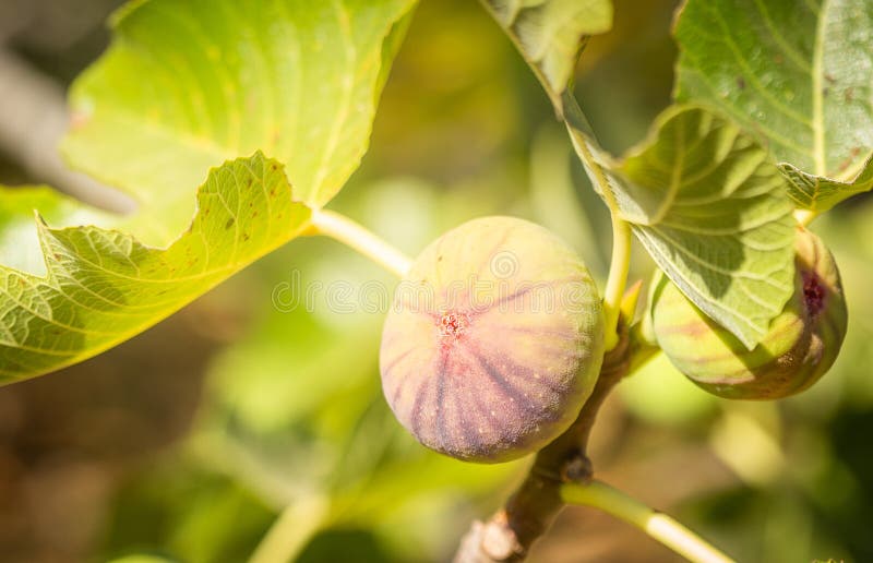 Fig Fruit on the Tree in the Garden with Sun Lights. Horizontal Macro ...