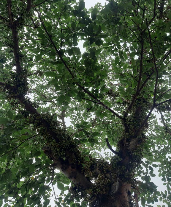 Fig Fruit in the Fig Tree. Very Testy To Eat Stock Image - Image of ...