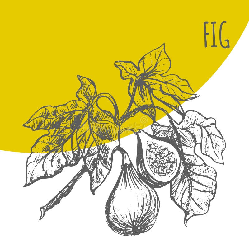 Fig Fruit Vector Botanical Illustration Sketch Plant Stock Vector ...