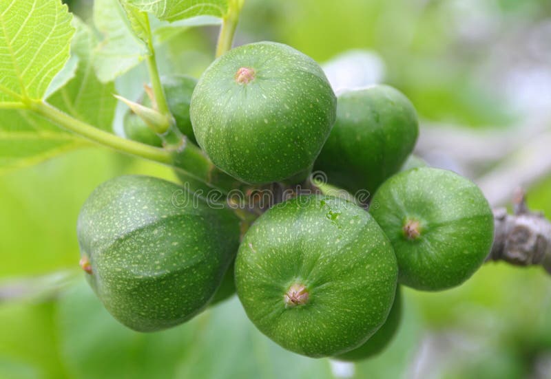 Fig fruits stock image. Image of bunch, plant, leaf, focus - 8067865
