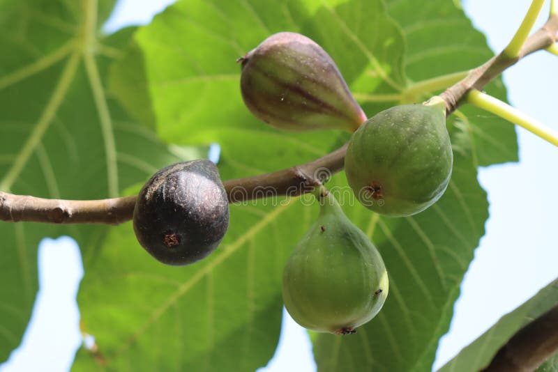 Fig Fruits. Ficus Carica. Fig Tree Stock Image - Image of fruit, carica ...