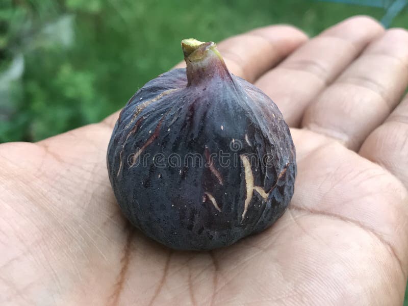 Fig fruits on hand stock image. Image of branch, fresh - 110014083