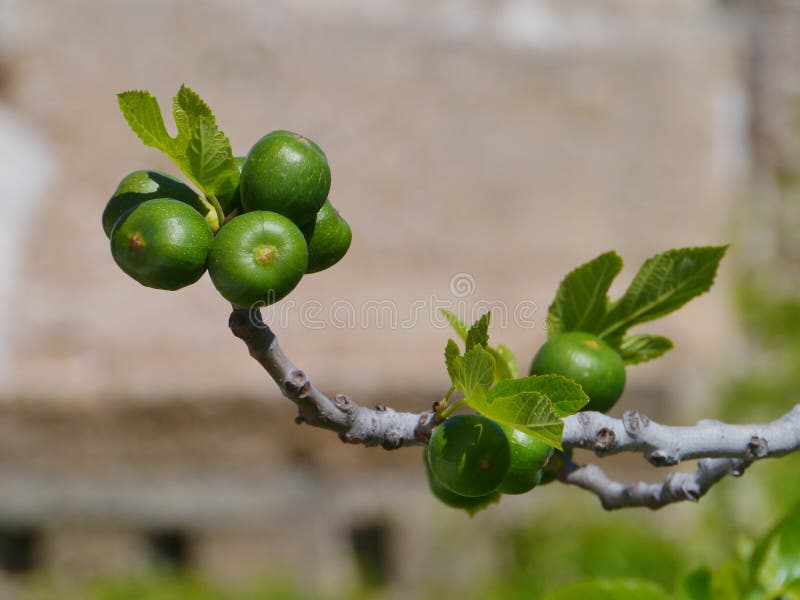 Fig Fruits in a Tree Opposite a Blue Sky Stock Photo - Image of ...