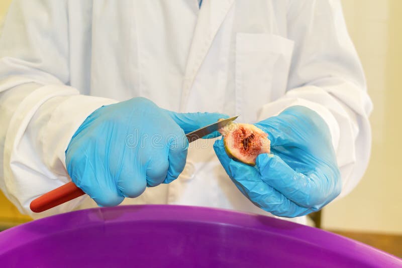 Fig Getting Cut for Marmalade into the Lab. Stock Photo - Image of juicy, figs: 159319518