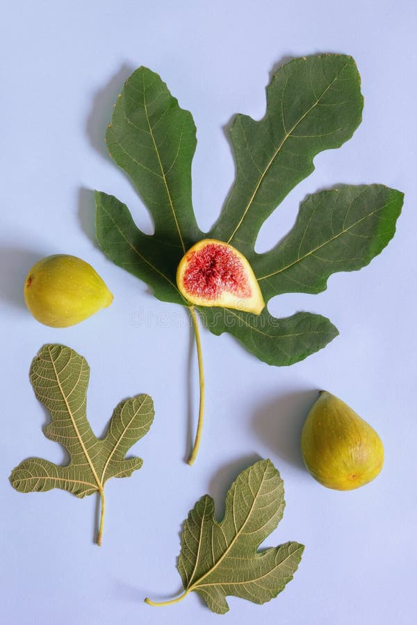 Fig and Green Leaves of Fig Tree on Blue Background. Copy Space Stock ...