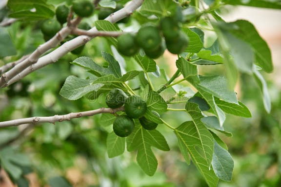 Fig Growing on Tree in the Sunset Stock Image - Image of nature, fruit ...