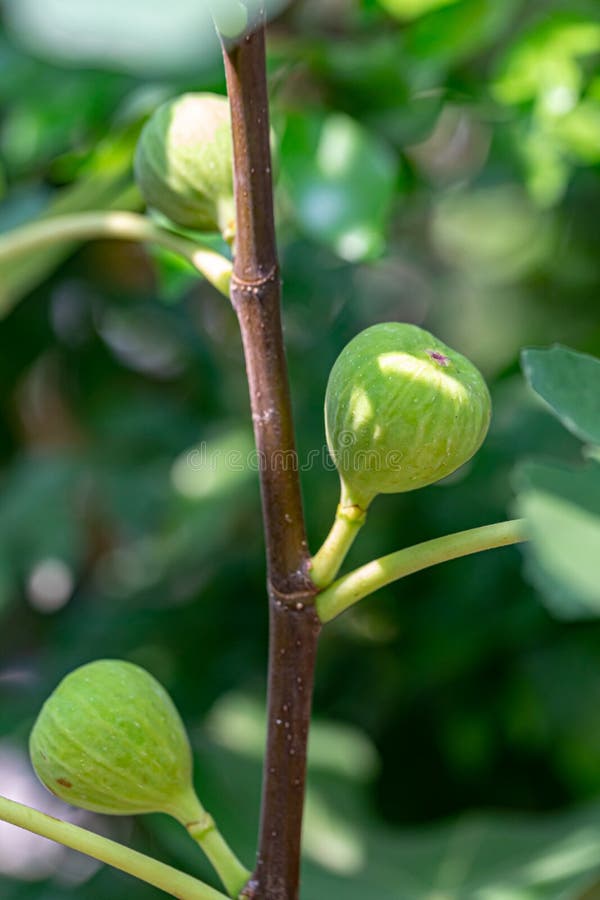 Fig guava young fruit stock photo. Image of fresh, nature - 218997246