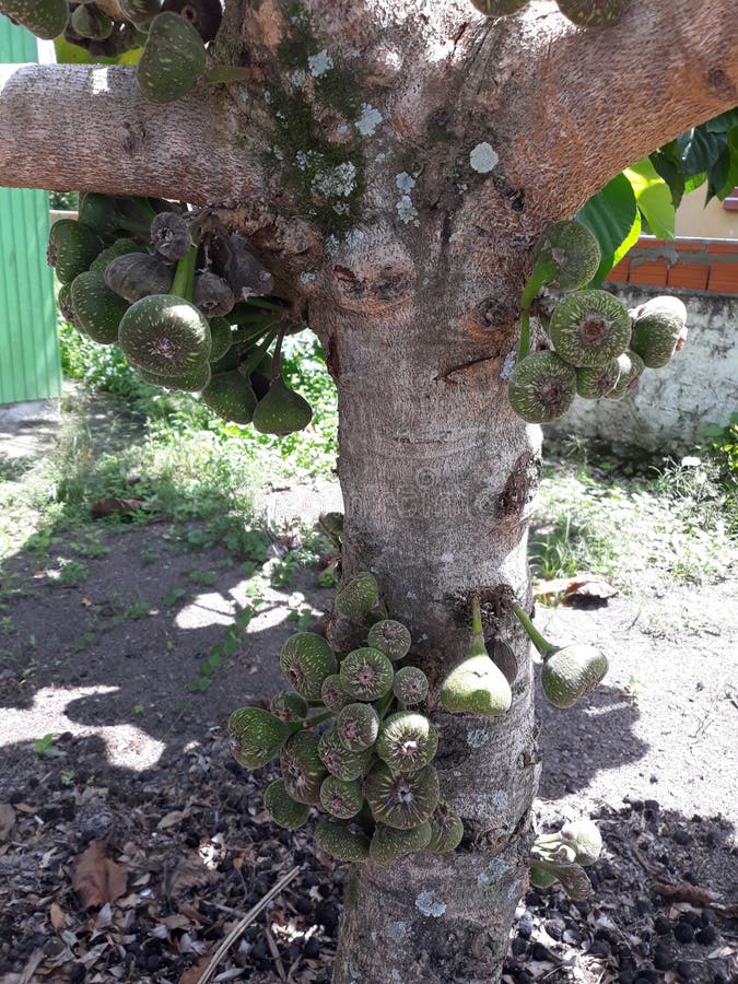 Fig of the Himalayas stock image. Image of candy, fruit - 140563585