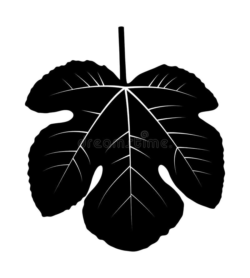 Fig leaf stock vector. Illustration of fruit, icon, summer - 143186144