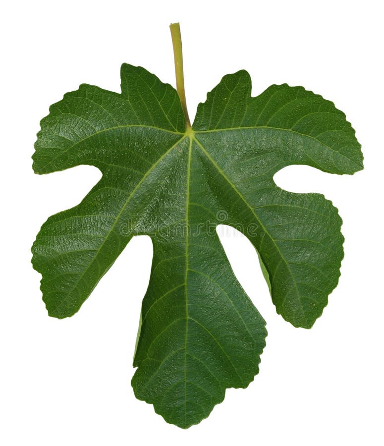 200+ Fig leaf Free Stock Photos - StockFreeImages