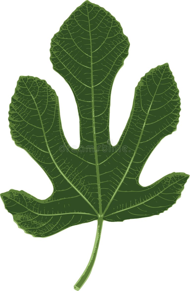 Fig Leaf Stock Illustrations – 13,810 Fig Leaf Stock Illustrations ...