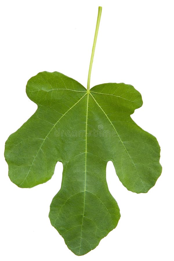 Fig leaf stock photo. Image of tree, plant, nature, materials - 41665910