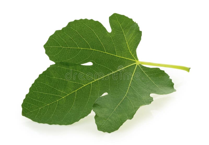 731 Single Fig Leaf Stock Photos - Free & Royalty-Free Stock Photos ...