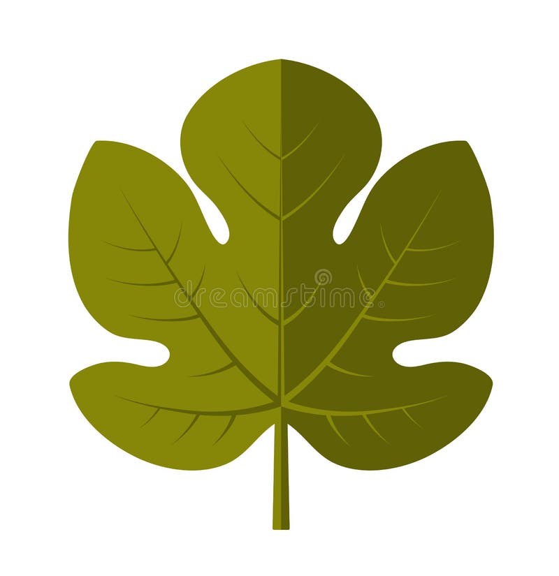 Fig leaf stock vector. Illustration of tropical, botanical - 172604678