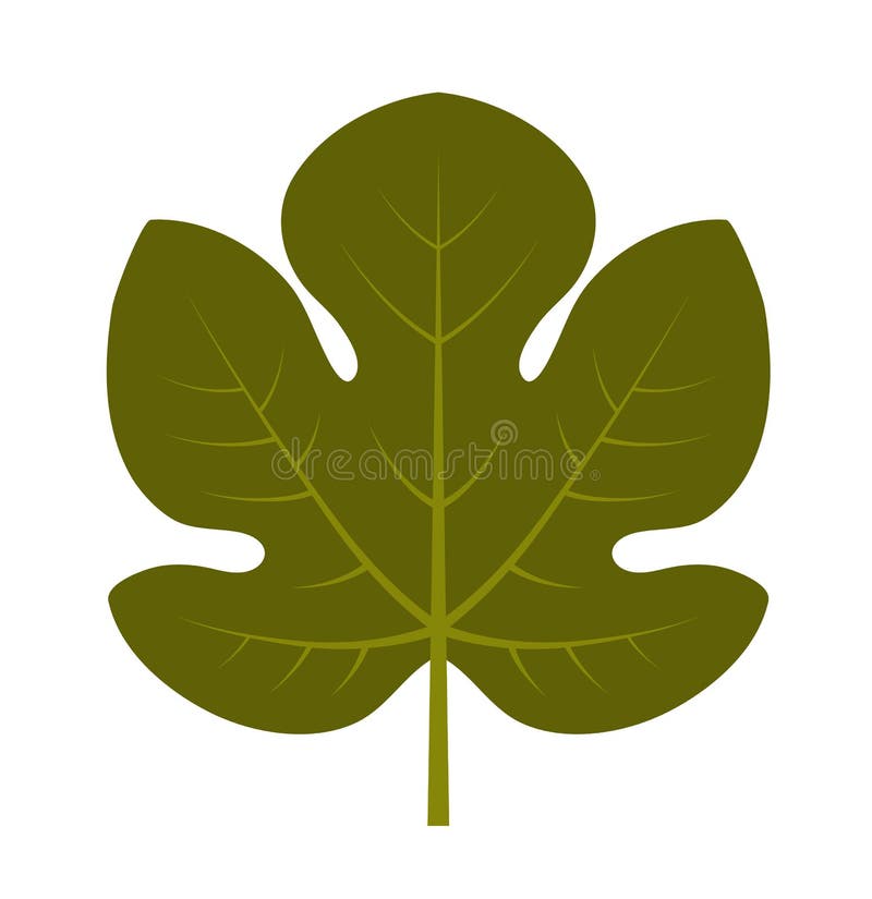 Fig leaf stock vector. Illustration of flora, background - 261283553