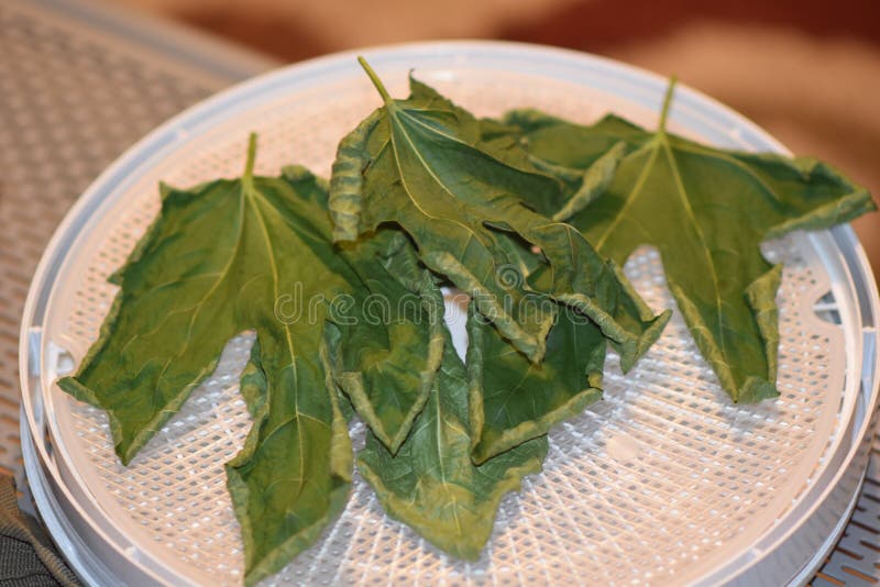 Dehydrated Fig Leaves stock photo. Image of breakfast - 148064496