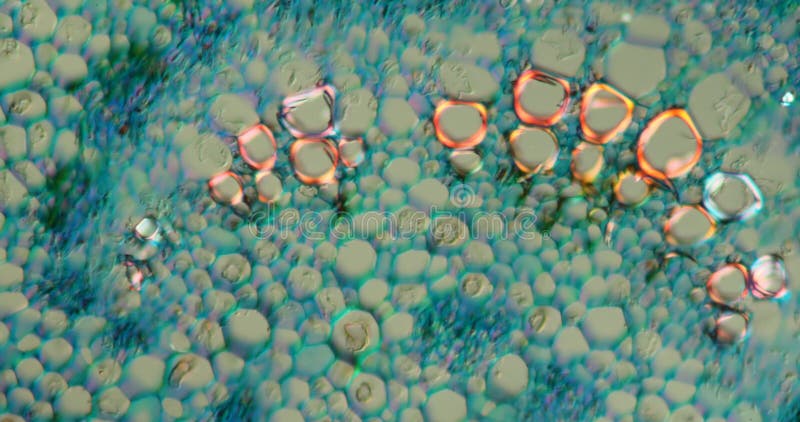 Fig leave stem tissue stock video. Video of fronds, tissue - 206658645