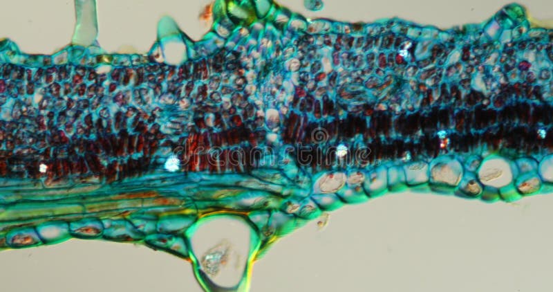 Fig leave tissue stock video. Video of magnification - 206655881