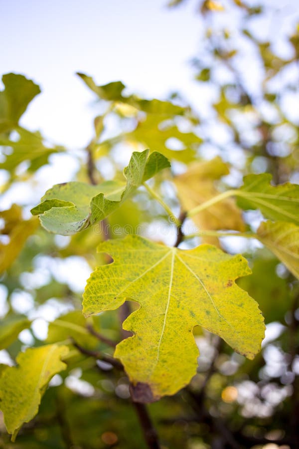 Fig leaves in autum stock image. Image of still, leaf - 45513043