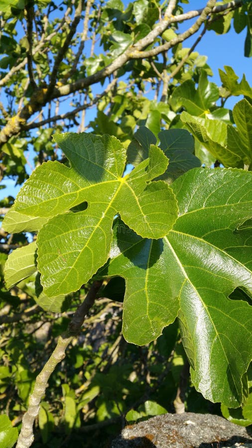 108 Adam Fig Leaves Stock Photos - Free & Royalty-Free Stock Photos ...