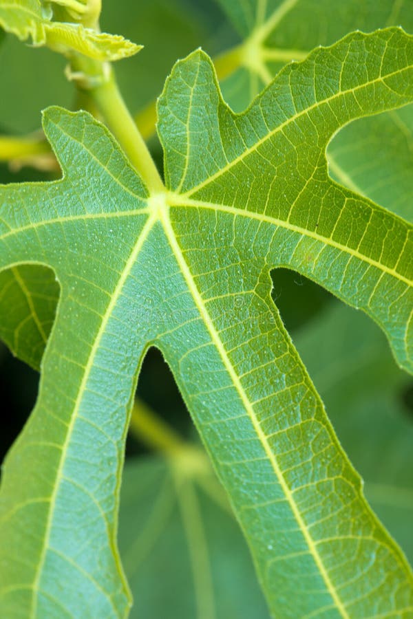 Fig leaves stock image. Image of chlorophyll, circulate - 55574277