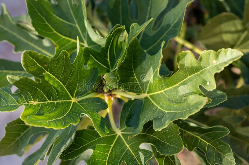 Fig Leaves Grow Dark Green in Fall Stock Photo - Image of saguaro ...