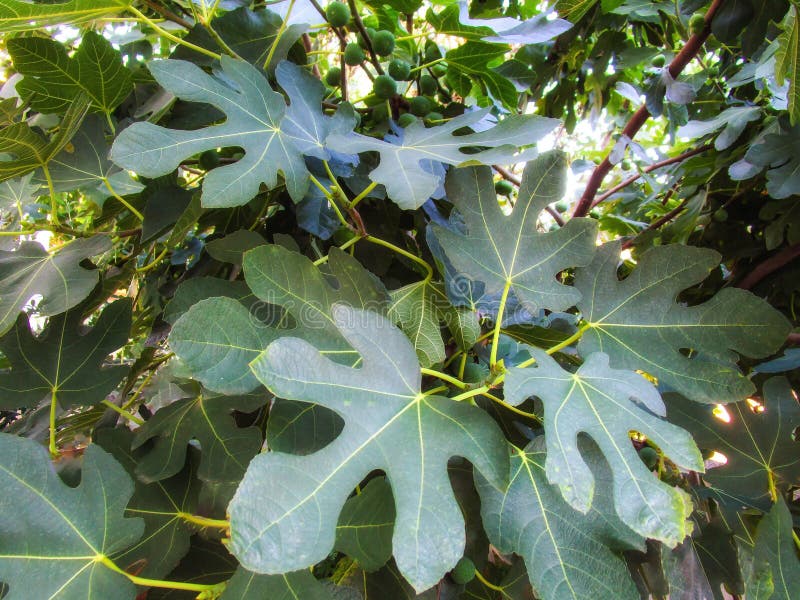 Fig leaves with small figs stock image. Image of healthy - 121518491