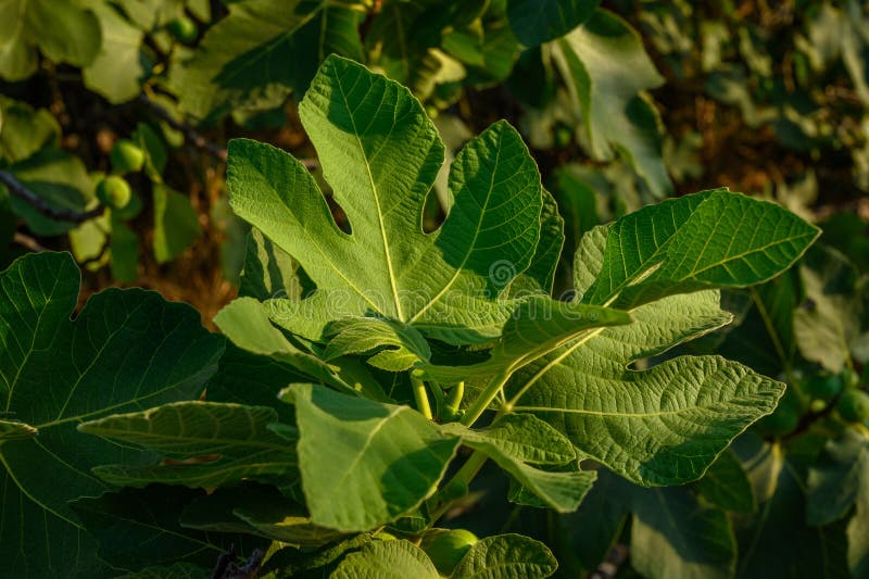 Fig Leaves and Small Figs on a Fig Tree, Stock Image - Image of ...