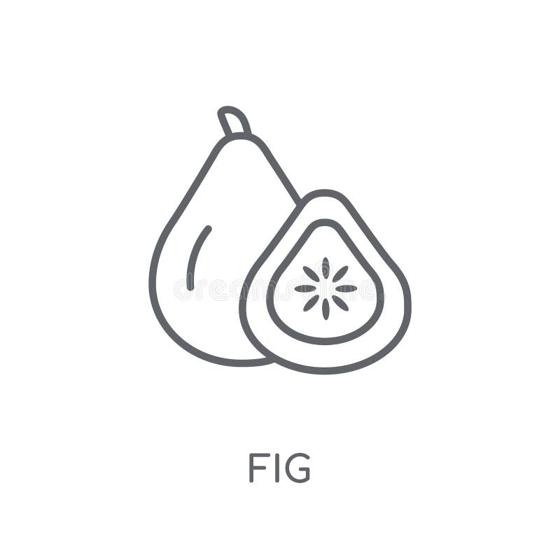 Fig Linear Icon. Modern Outline Fig Logo Concept on White Backgr Stock ...