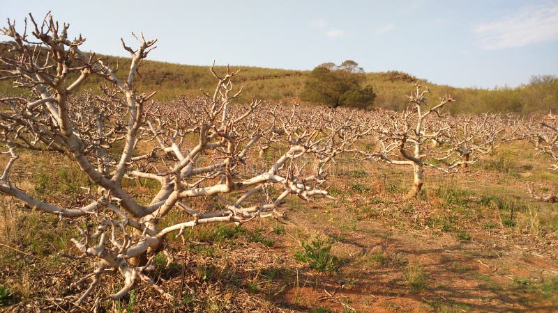 Fig trees stock photo. Image of landscae, farm, winter - 99761366