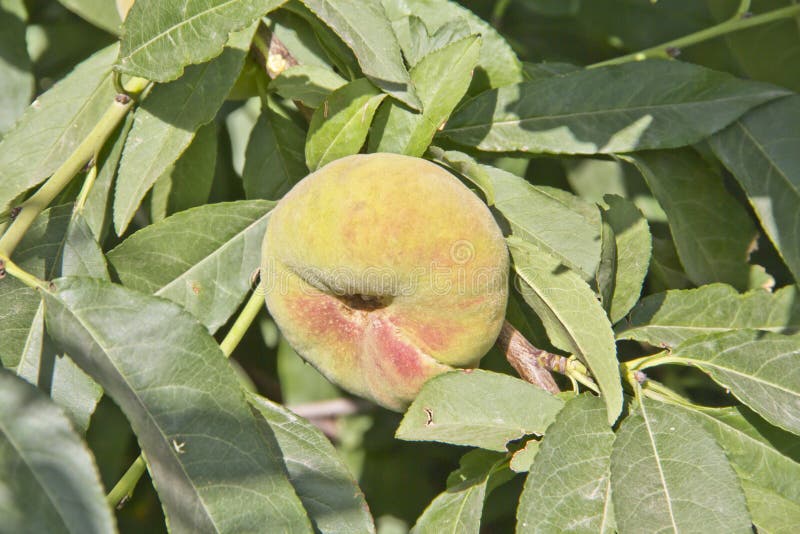 Fig peach stock photo. Image of full, bright, group, breakfast - 43879912