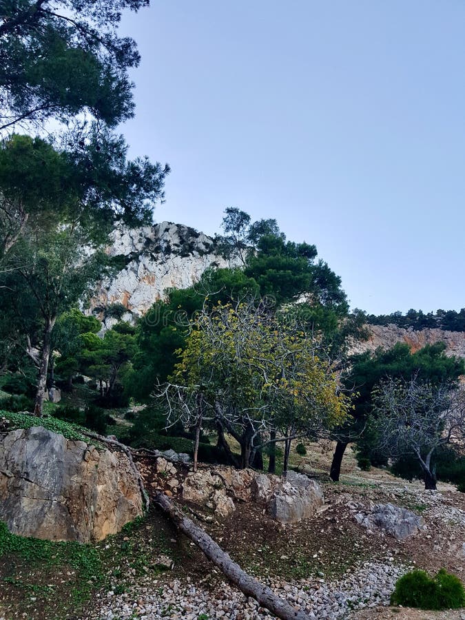 Fig and Pine Embrace the Mountain Air Stock Image - Image of gnarled ...