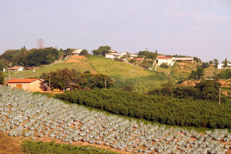 Fig plantation stock photo. Image of landscape, brasil - 31258510