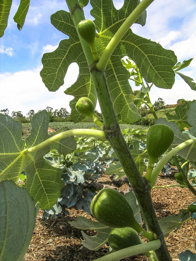 Fig planting stock image. Image of production, south - 99724167