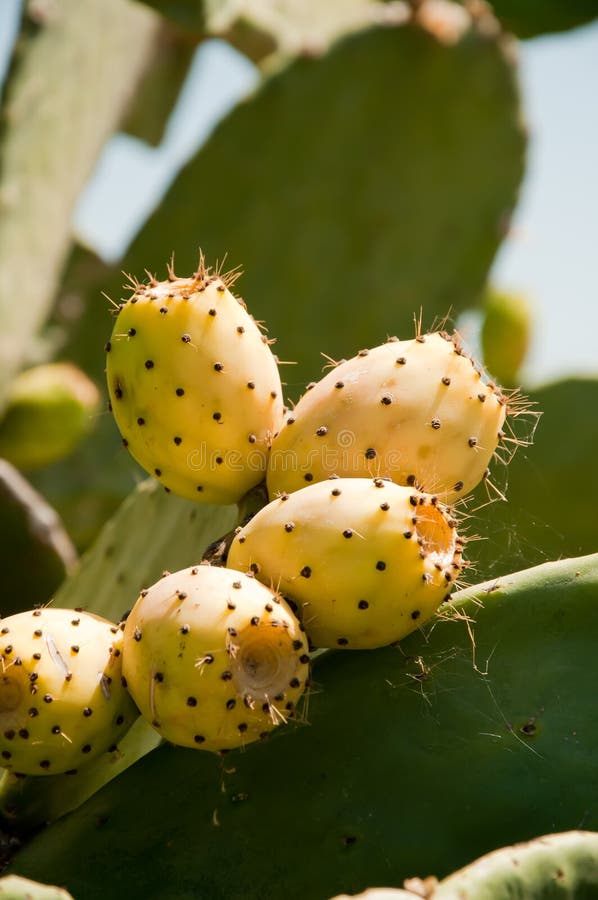 Fig Prickly Pear Picture. Image: 18142434