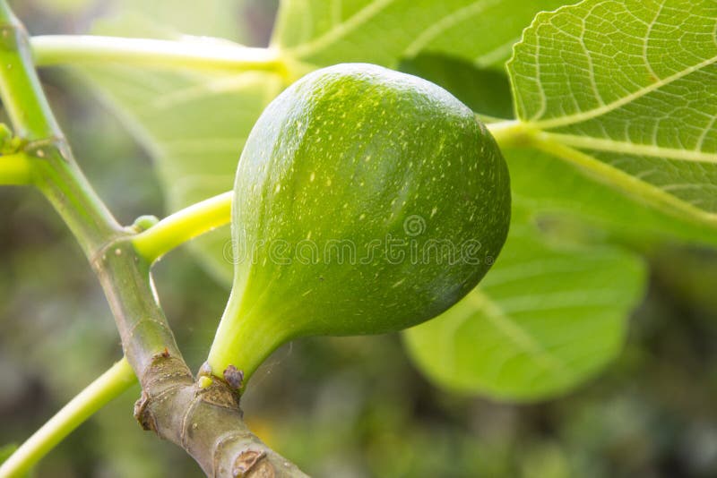 Fig stock image. Image of horizontal, caucasian, fingers - 84534825