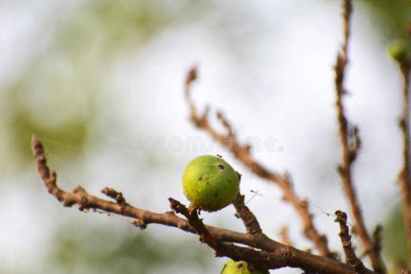 Fig row green fruit stock photo. Image of natural, juicy - 243222736