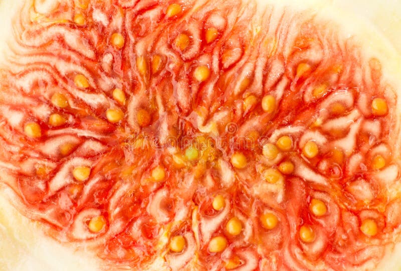 A fig section stock image. Image of ripe, fruit, pulp - 28003861