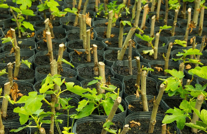 Fig Seedlings in Nursery Bags Stock Photo - Image of concept, tree ...