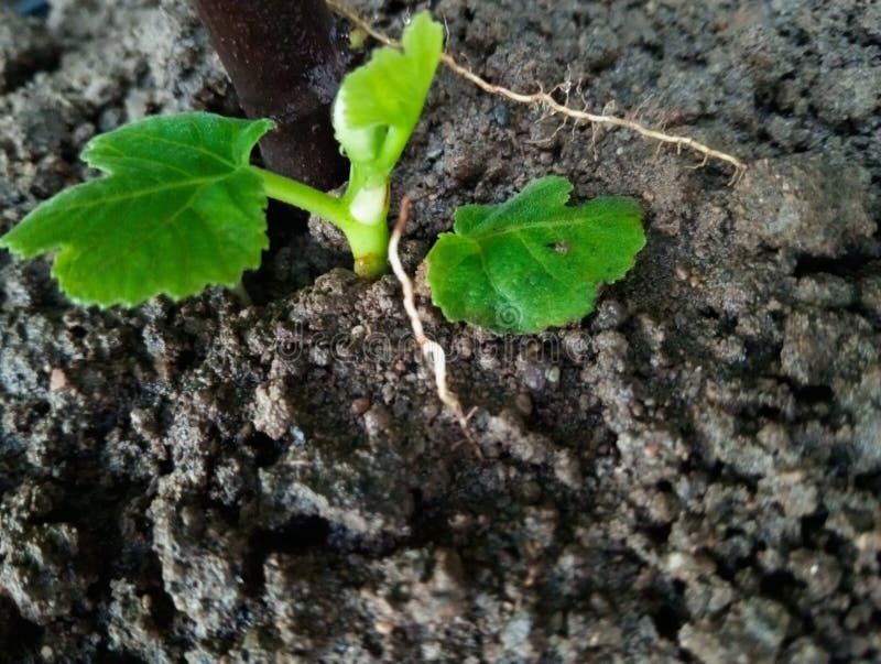 Fig Seedlings Start To Grow Stock Photo - Image of seedlings, start ...