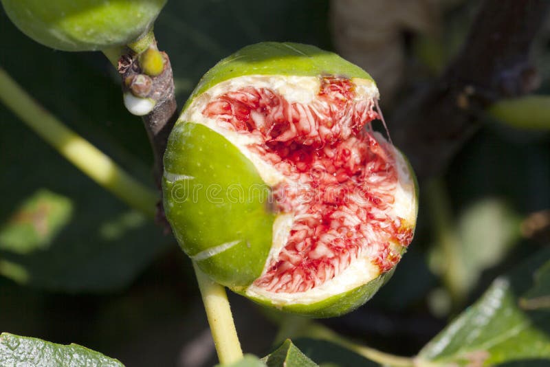 1,146 Open Fig Photos - Free & Royalty-Free Stock Photos from Dreamstime