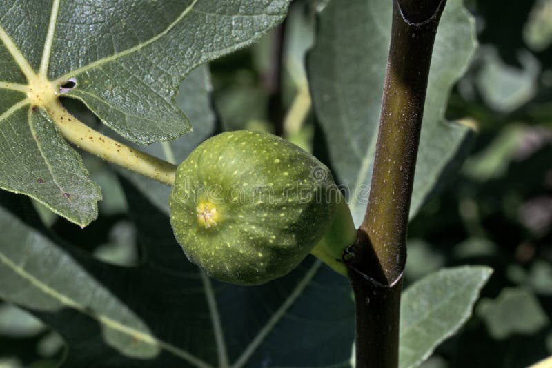 Fig on the stem stock photo. Image of flower, floral - 161953918