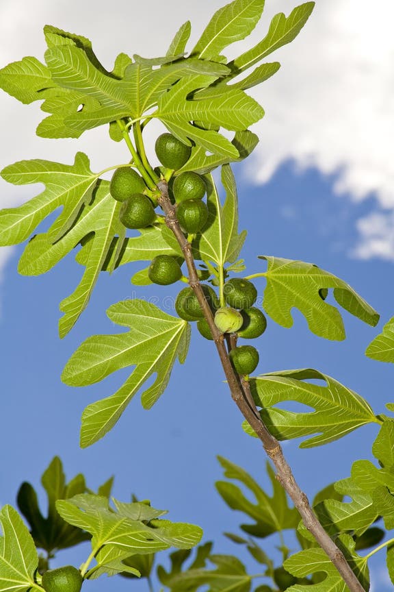 10,094 Healthy Fig Tree Identification Stock Photos - Free & Royalty ...