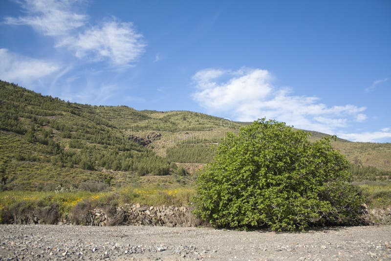 Mountain fig stock image. Image of rock, hardened, south - 483687