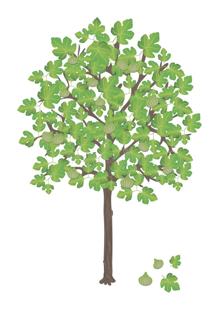 Fig Tree Stock Illustrations – 5,491 Fig Tree Stock Illustrations ...