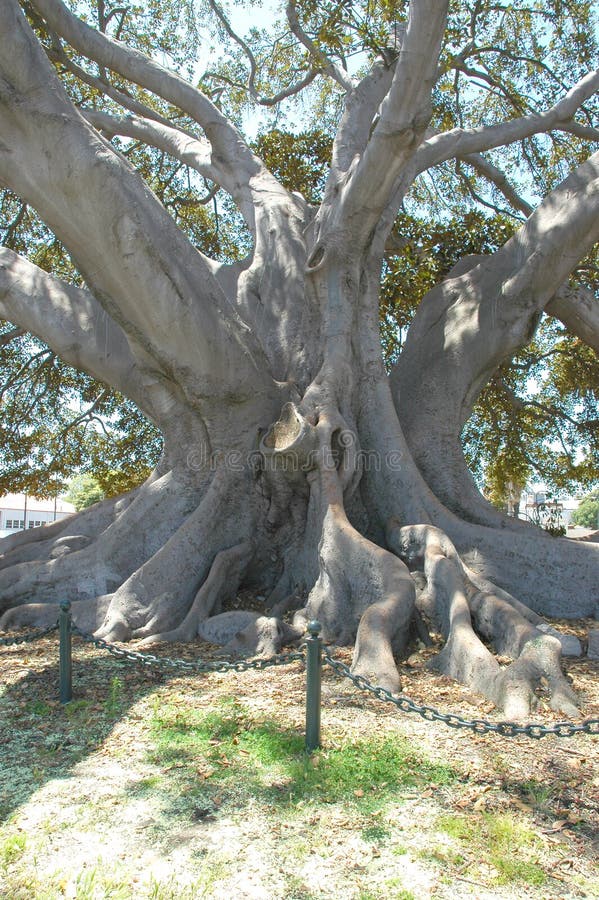 Fig Tree 2 stock photo. Image of barbara, tree, large, california - 38524