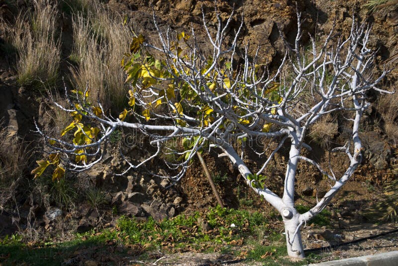 Fig tree stock image. Image of leaves, climate, country - 29258837