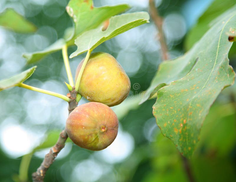 Fig tree stock photo. Image of dessert, food, frond, fruit - 9123224