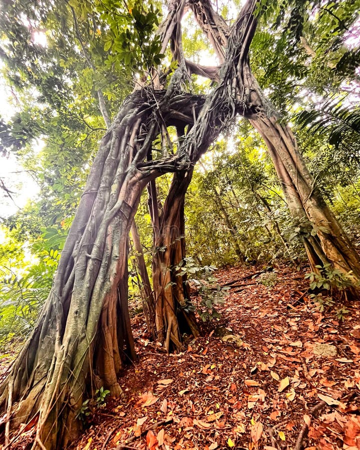 Fig Tree Arch in Dover Forest Stock Image - Image of gate, branches ...
